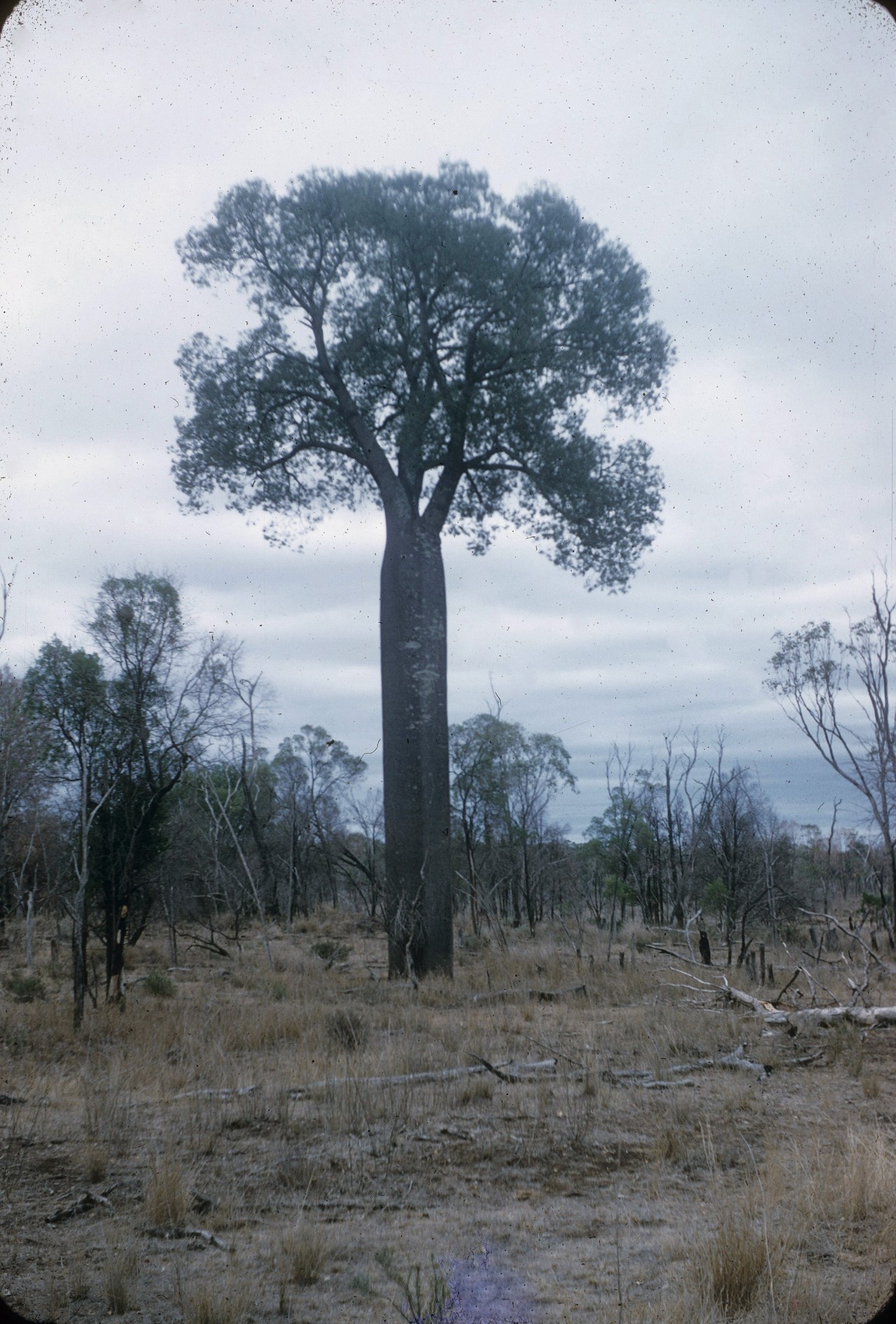 Roma District Bottle Tree On Dargal Property Queensland Places Roma District Bottle Tree On Dargal Property Queensland Places